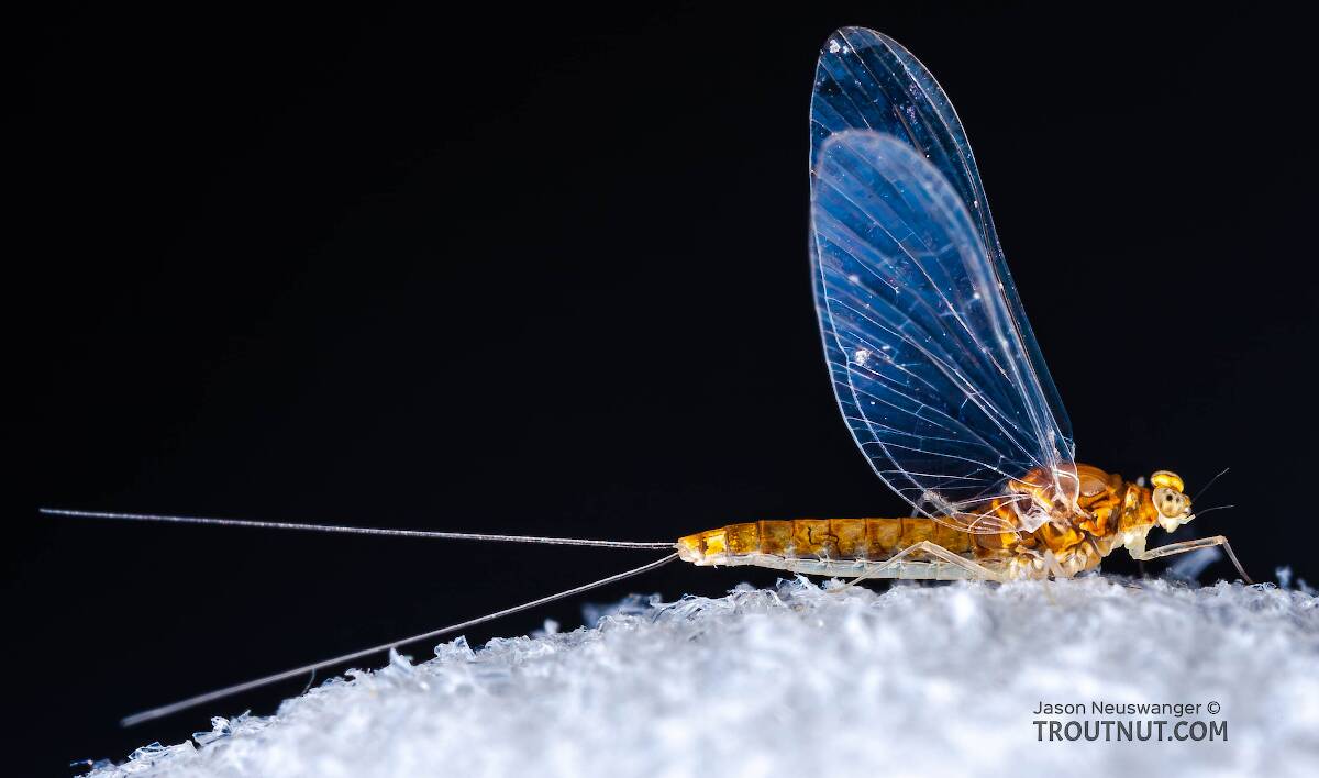Female Baetidae (Blue-Winged Olive) Mayfly Spinner Pictures