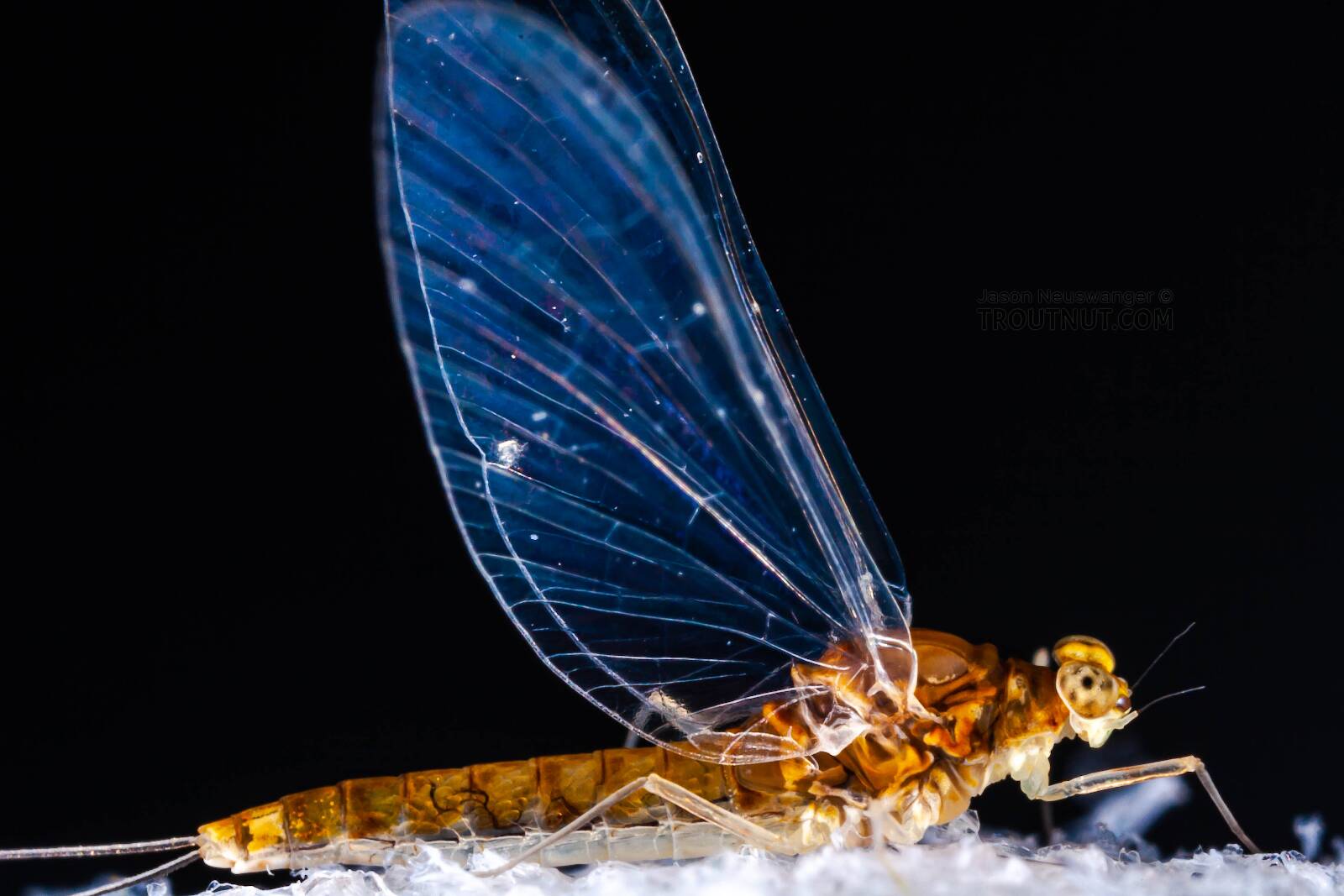 Female Baetidae (Blue-Winged Olive) Mayfly Spinner Pictures