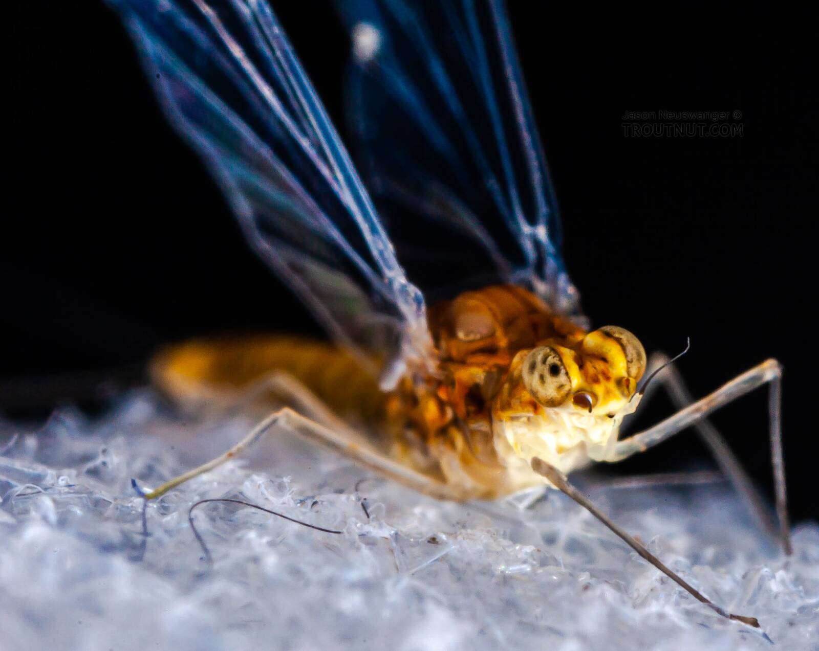 Female Baetidae (Blue-Winged Olive) Mayfly Spinner Pictures