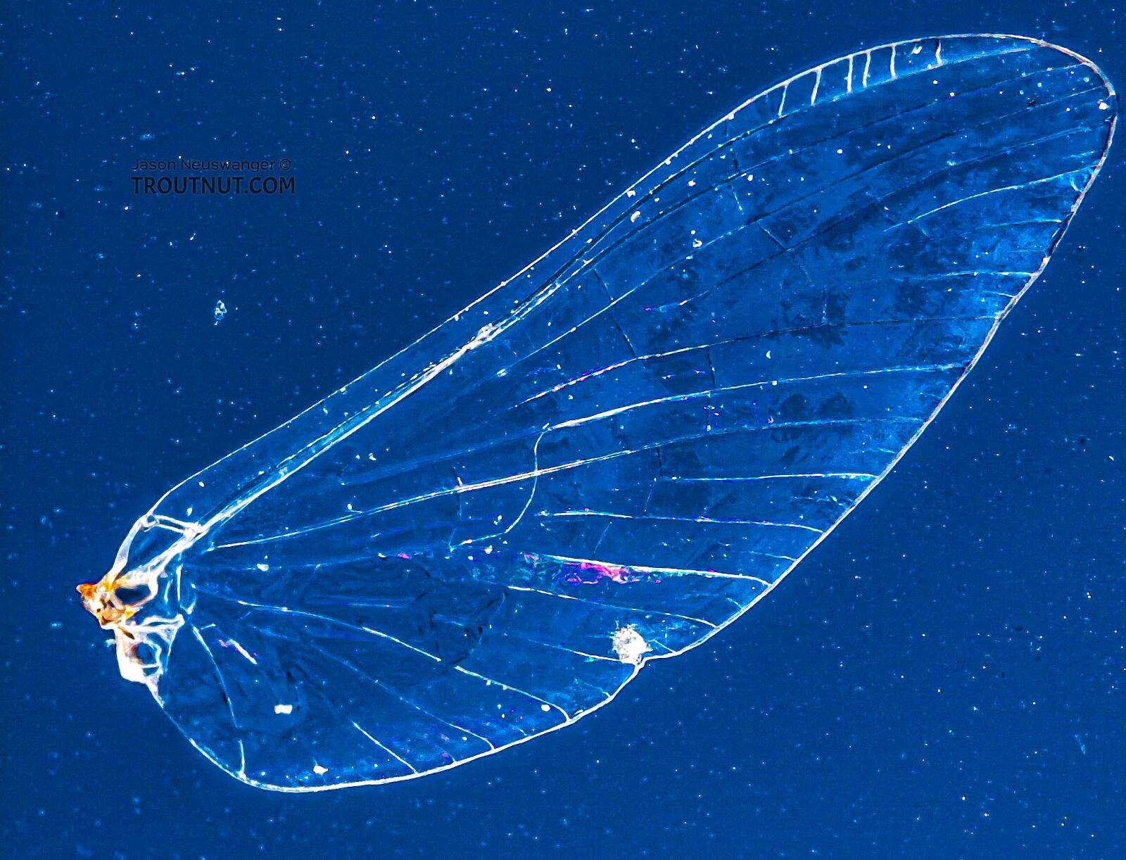 Female Baetidae (Blue-Winged Olive) Mayfly Spinner Pictures