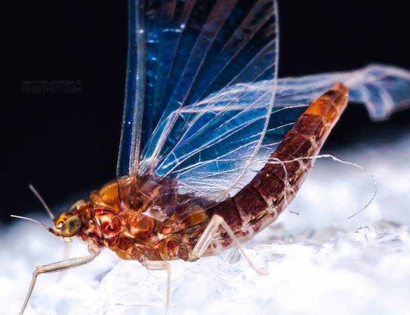 Female Baetidae (Blue-Winged Olive) Mayfly Spinner Pictures