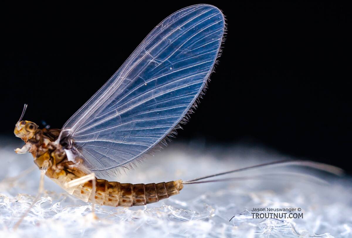 Female Baetidae (Blue-Winged Olive) Mayfly Dun Pictures