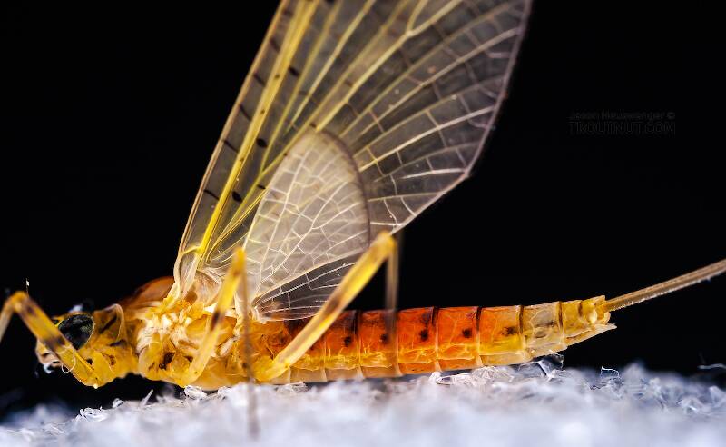 Female Stenacron interpunctatum (Light Cahill) Mayfly Dun Pictures