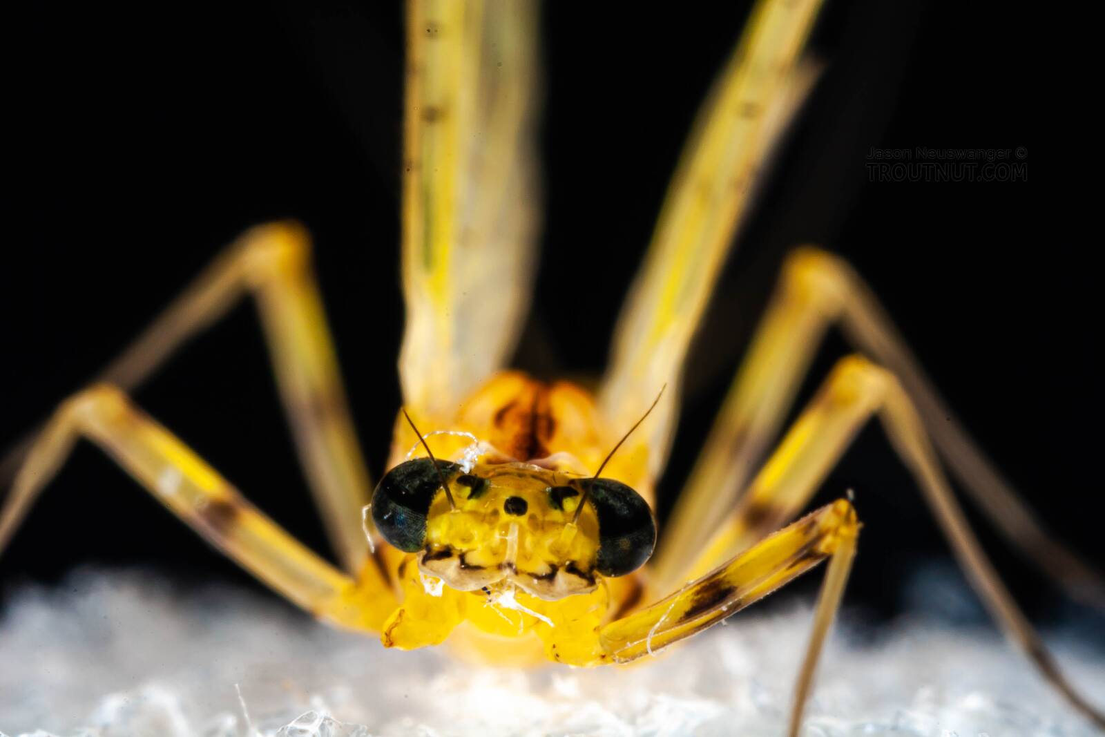 Female Stenacron interpunctatum (Light Cahill) Mayfly Dun Pictures