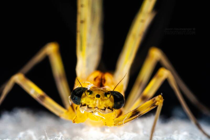 Female Stenacron interpunctatum (Light Cahill) Mayfly Dun Pictures
