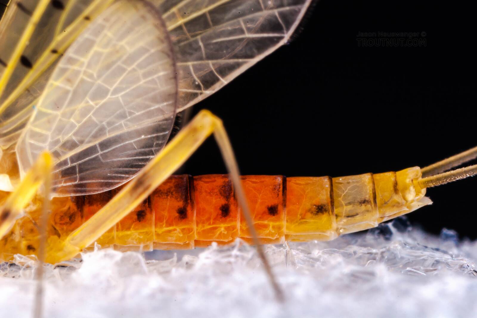 Female Stenacron interpunctatum (Light Cahill) Mayfly Dun Pictures