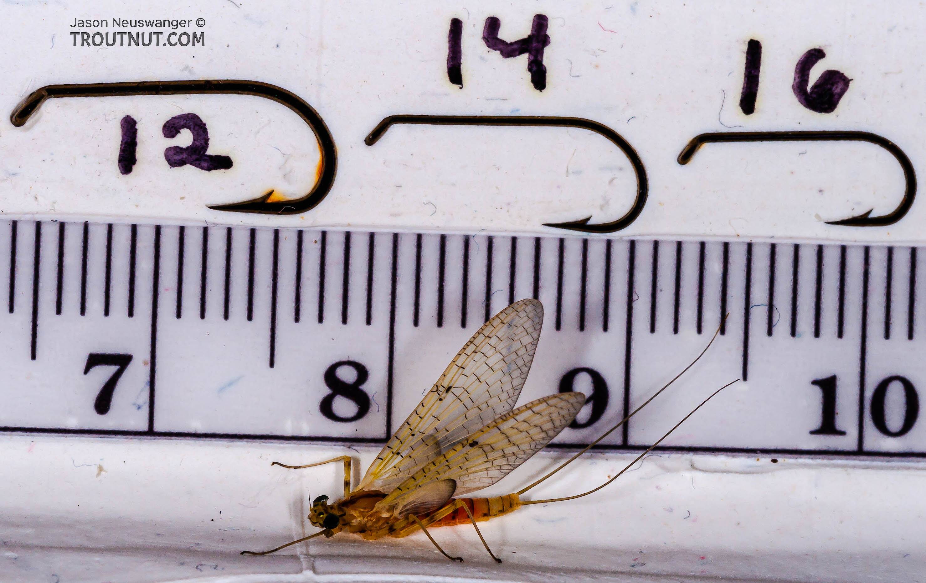 Female Stenacron interpunctatum (Light Cahill) Mayfly Dun Pictures