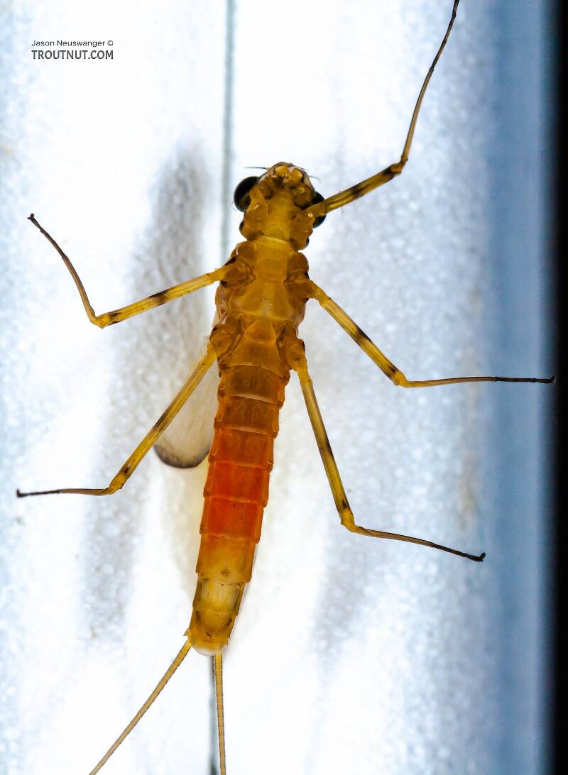 Female Stenacron interpunctatum (Light Cahill) Mayfly Dun Pictures
