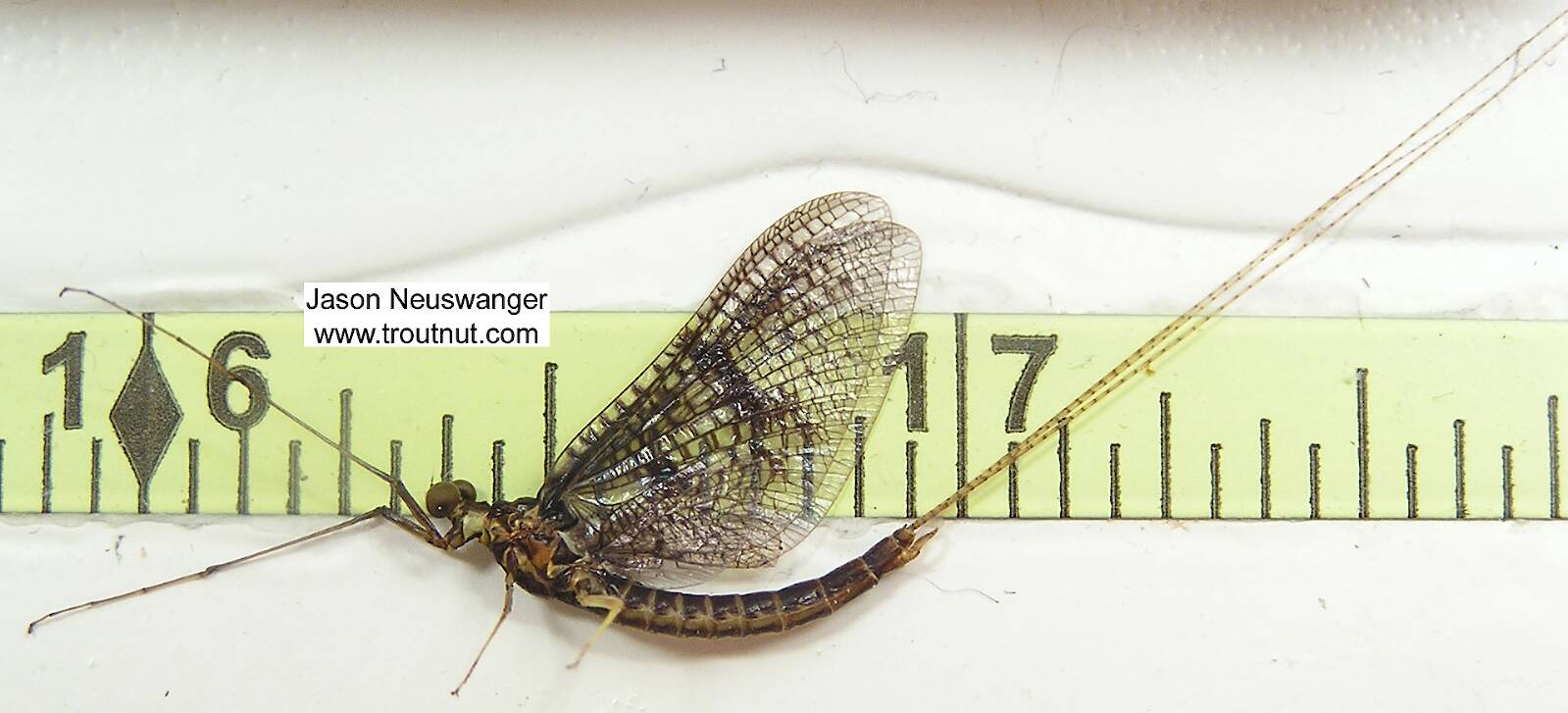 Mayfly Genus Ephemera