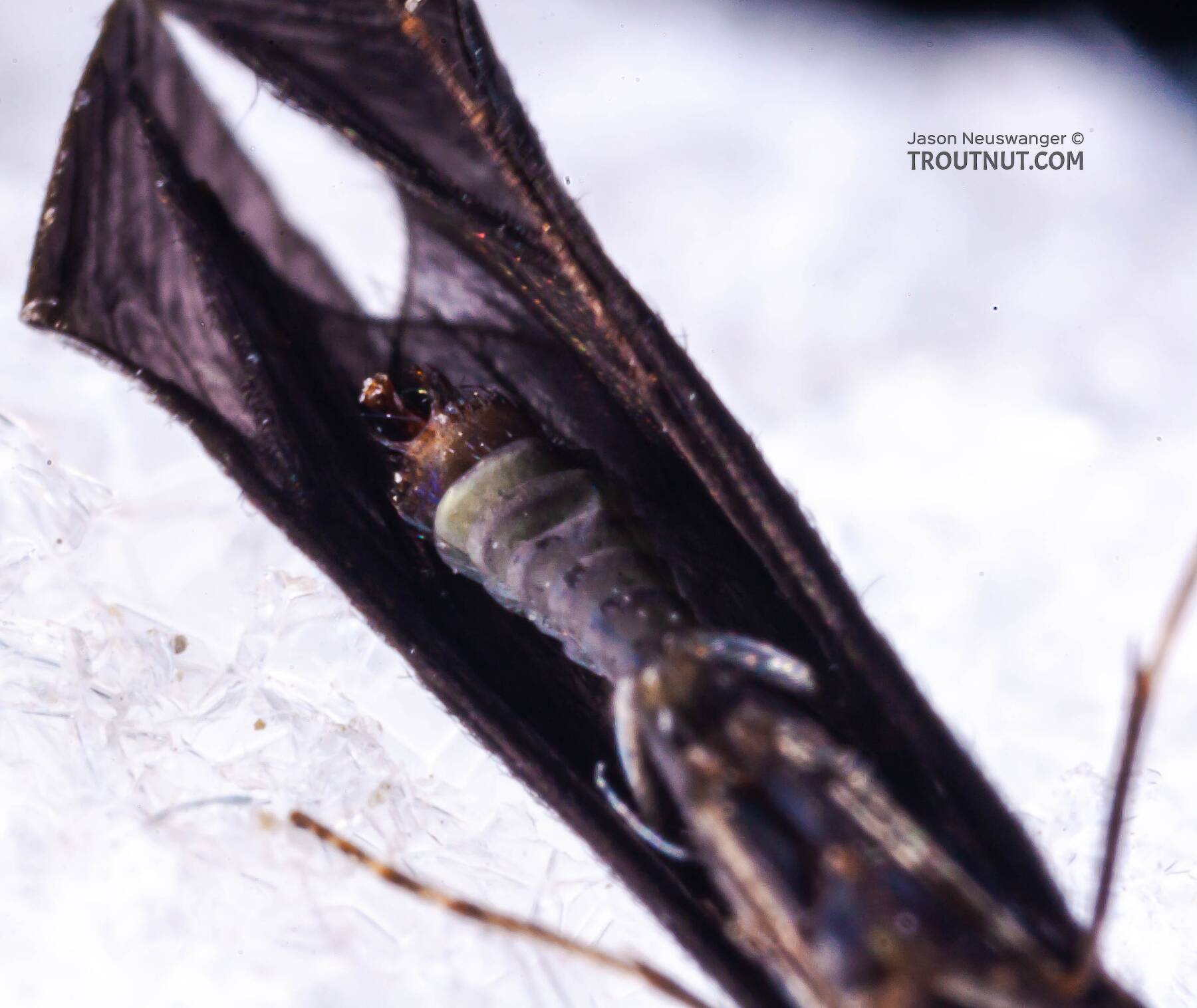 Male Mystacides sepulchralis (Black Dancer) Caddisfly Adult Pictures
