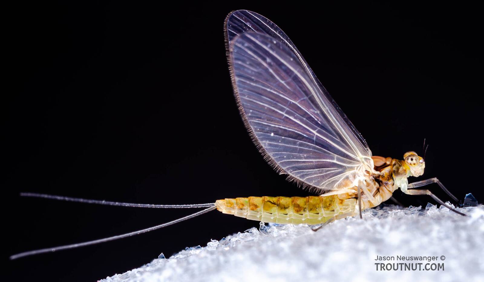Female Procloeon (Tiny Sulphur Dun) Mayfly Dun Pictures