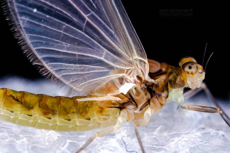 Female Procloeon (Tiny Sulphur Dun) Mayfly Dun Pictures