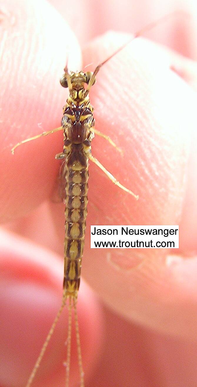 Male Ephemera simulans (Brown Drake) Mayfly Spinner Pictures