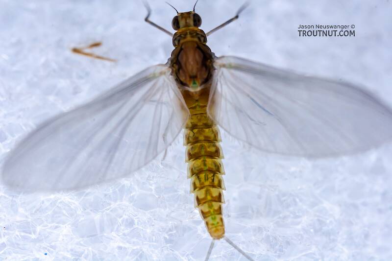 Female Procloeon (Tiny Sulphur Dun) Mayfly Dun Pictures