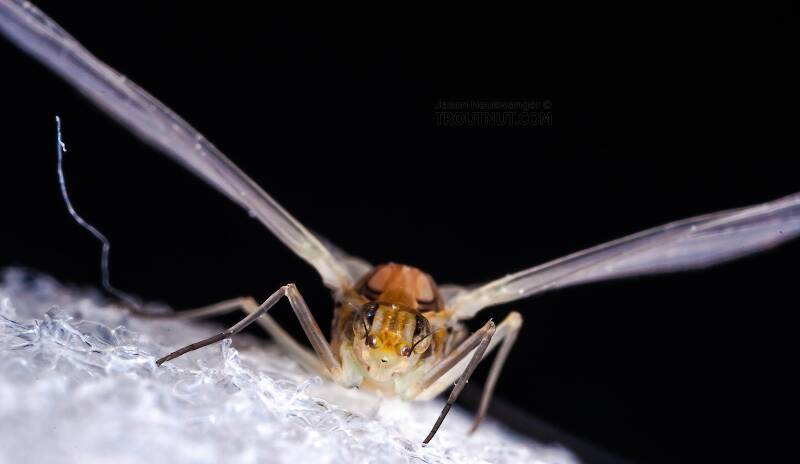 Female Procloeon (Tiny Sulphur Dun) Mayfly Dun Pictures