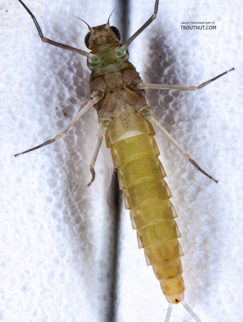 Female Procloeon (Tiny Sulphur Dun) Mayfly Dun Pictures