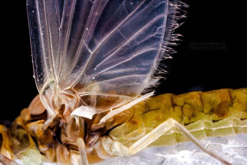 Female Procloeon (Tiny Sulphur Dun) Mayfly Dun Pictures