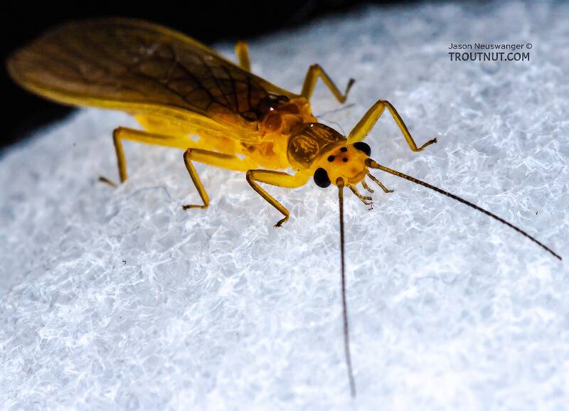 Female Perlesta (Golden Stone) Stonefly Adult Pictures