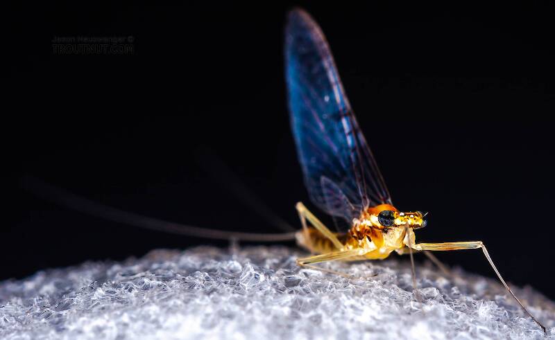 Female Leucrocuta hebe (Little Yellow Quill) Mayfly Spinner Pictures