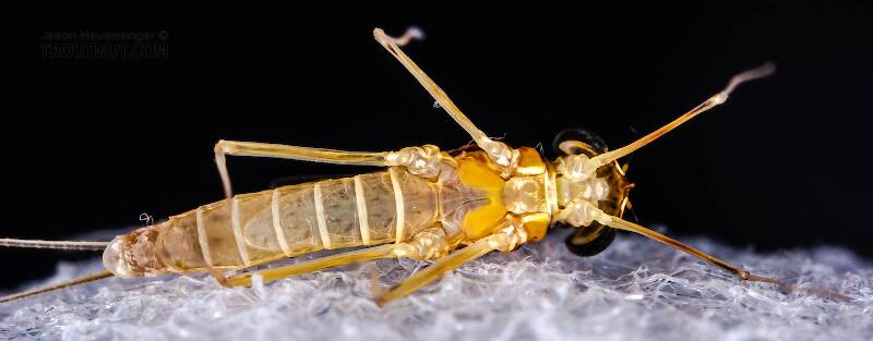 Female Leucrocuta hebe (Little Yellow Quill) Mayfly Spinner Pictures