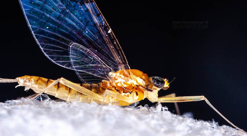 Female Leucrocuta hebe (Little Yellow Quill) Mayfly Spinner Pictures