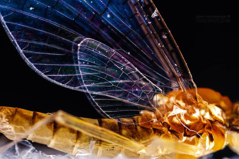 Female Leucrocuta hebe (Little Yellow Quill) Mayfly Spinner Pictures