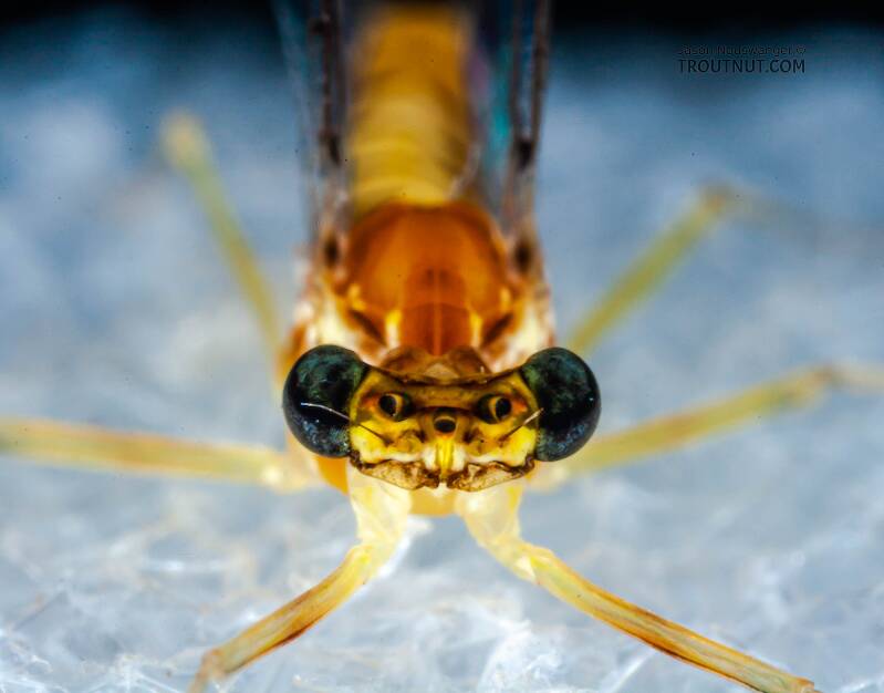 Female Leucrocuta hebe (Little Yellow Quill) Mayfly Spinner Pictures