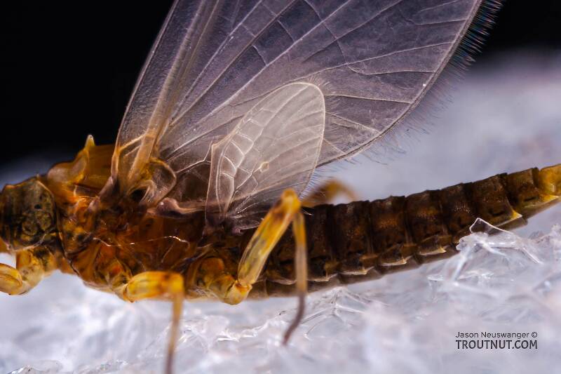 Female Attenella margarita (Little Western Blue-Winged Olive) Mayfly ...