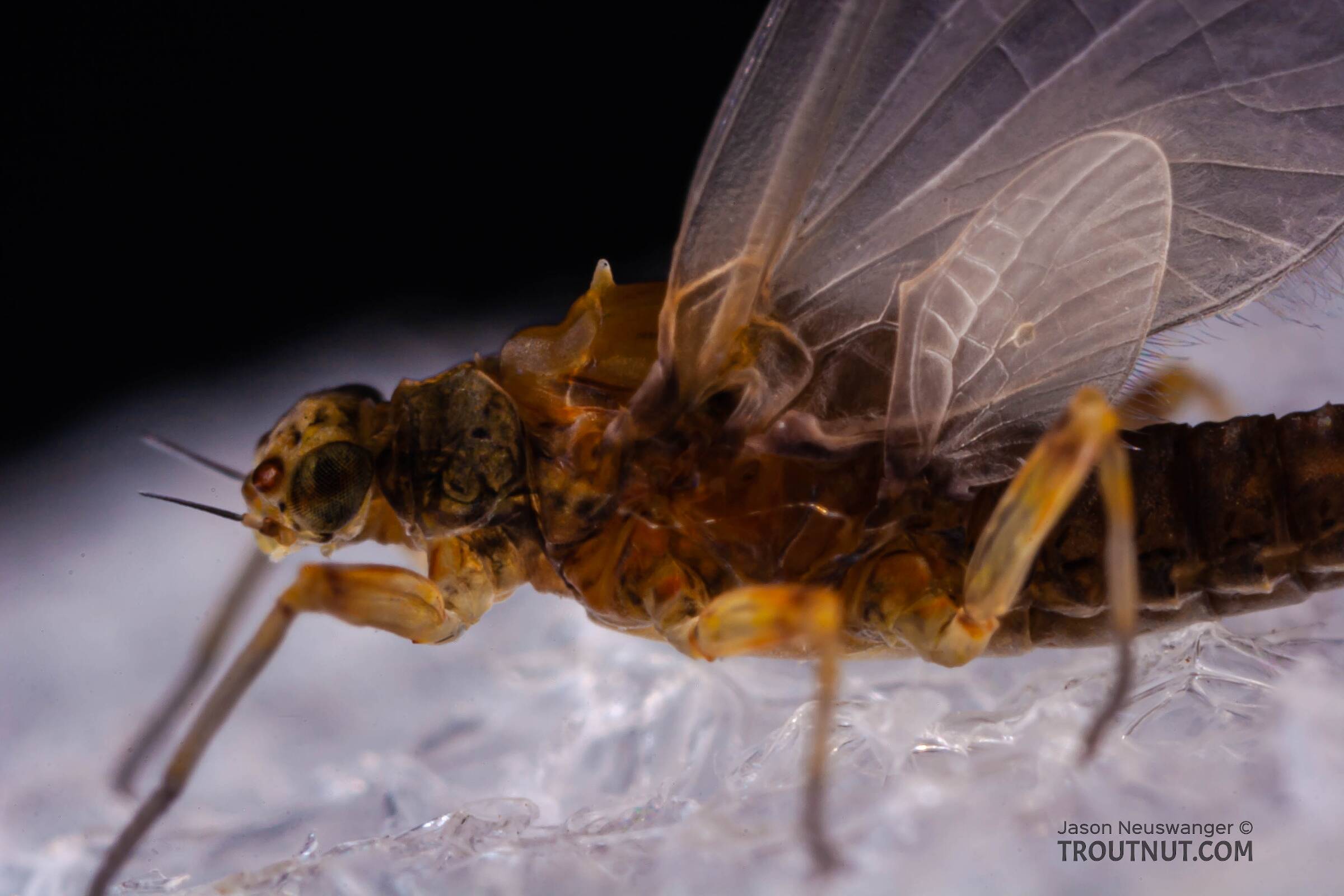Female Attenella margarita (Little Western Blue-Winged Olive) Mayfly ...