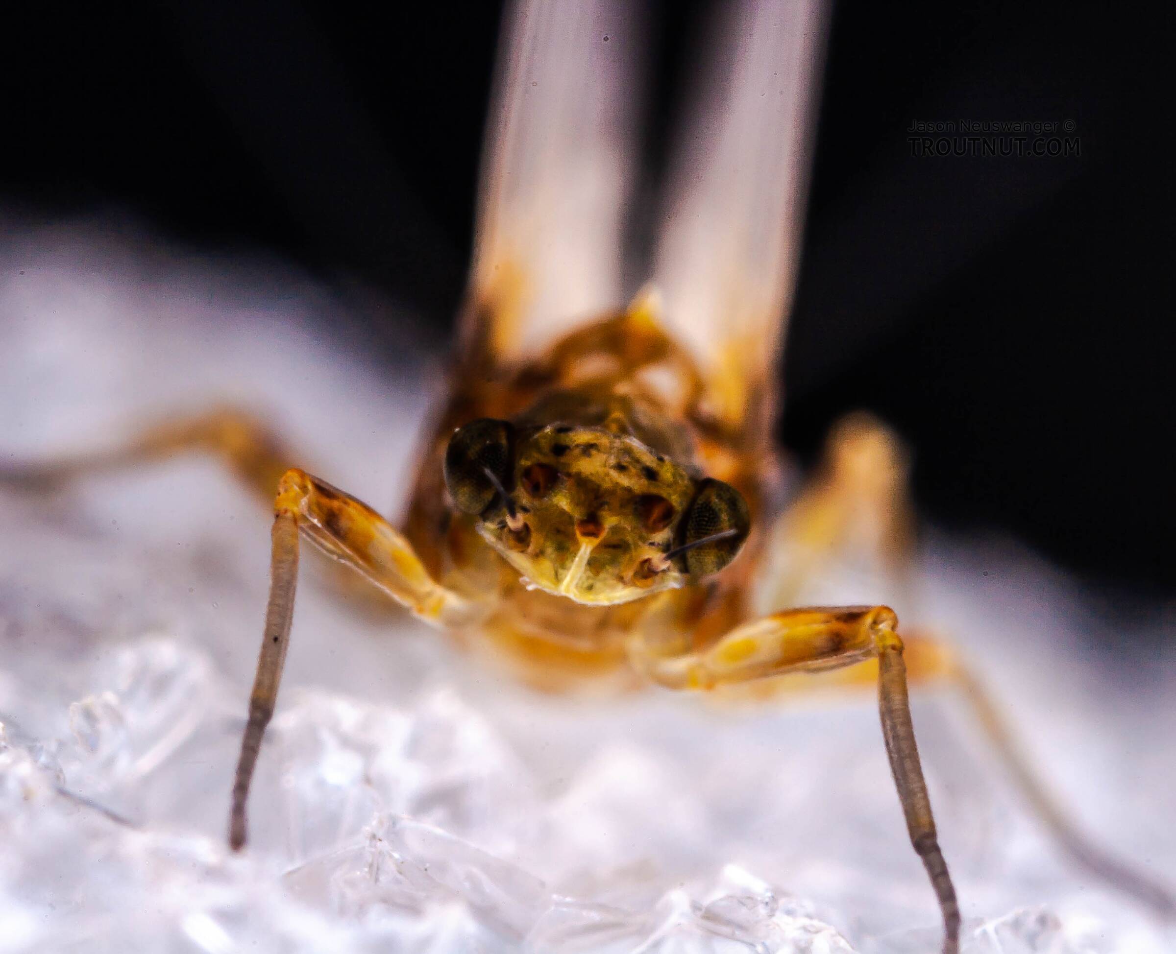 Female Attenella margarita (Little Western Blue-Winged Olive) Mayfly ...