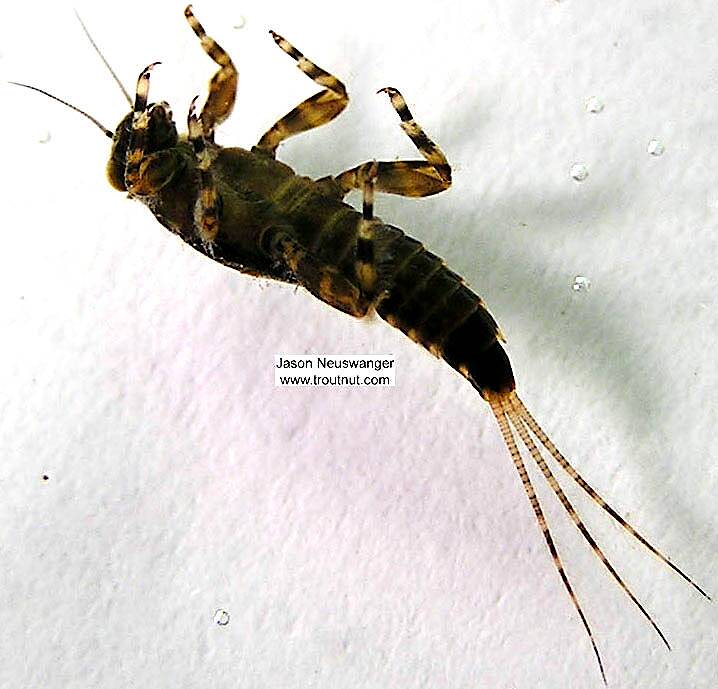 Ephemerella subvaria (Hendrickson) Mayfly Nymph Pictures