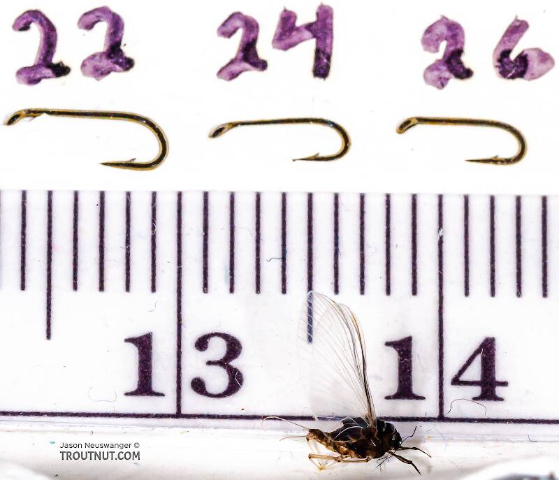Female Tricorythodes (Trico) Mayfly Spinner Pictures