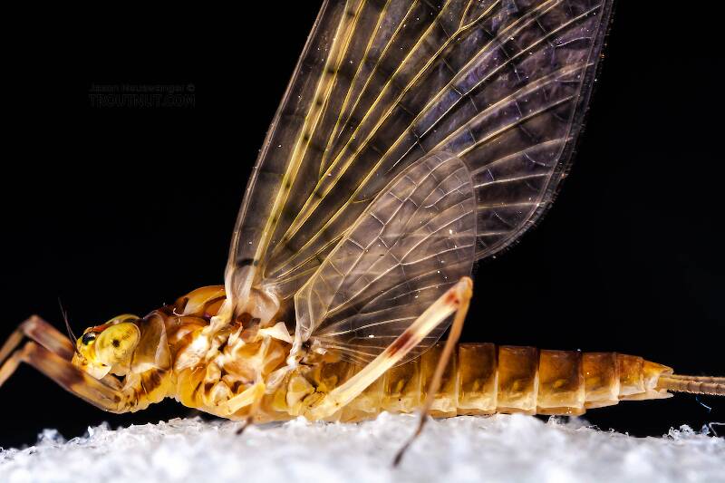 Female Stenonema (March Browns and Cahills) Mayfly Dun Pictures