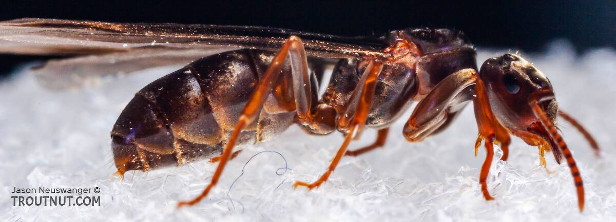 Formicidae (Ant) Insect Adult Pictures