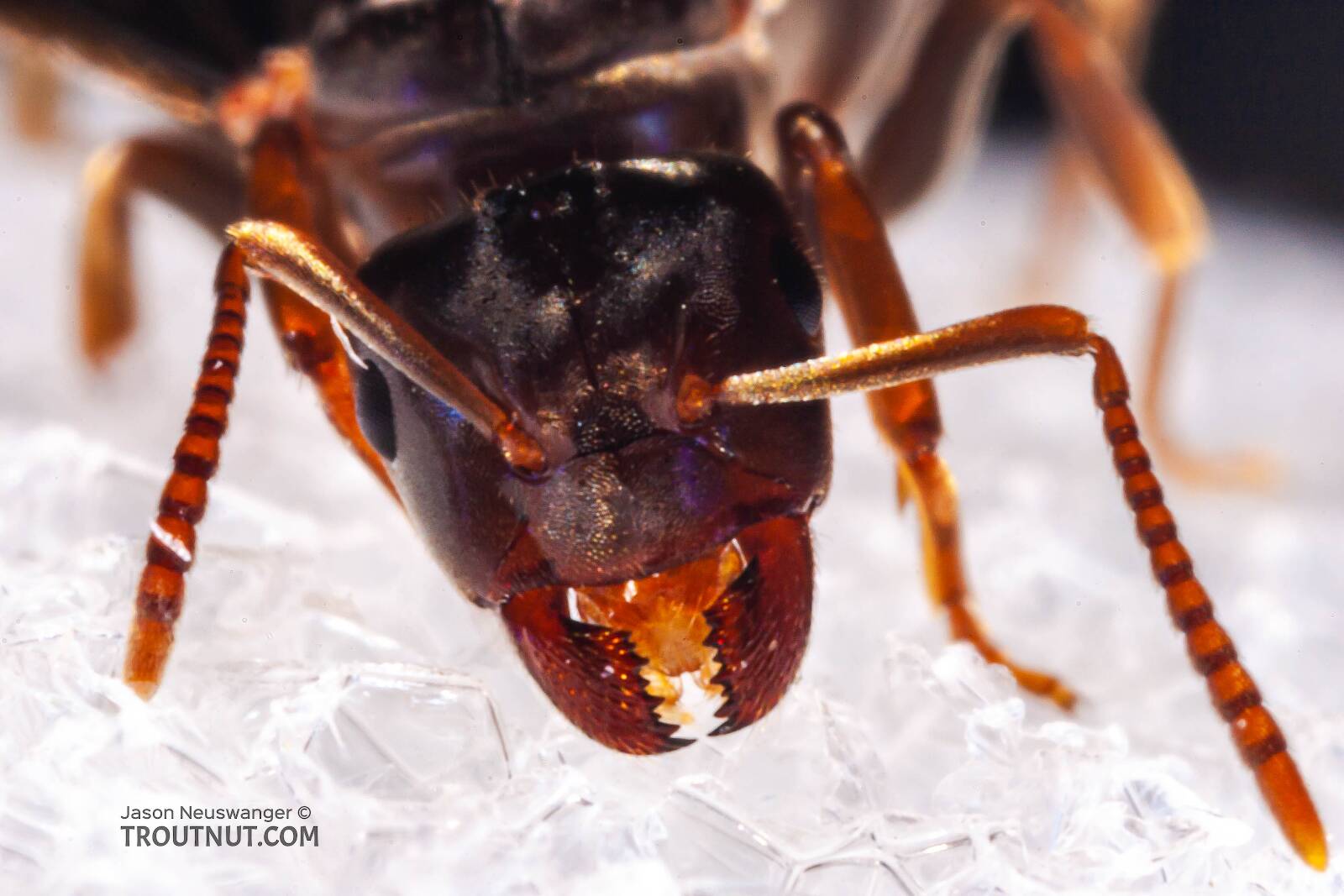 Formicidae (Ant) Insect Adult Pictures