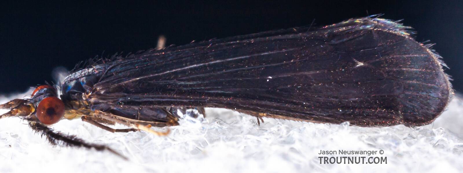 Caddisfly Genus Mystacides (Black Dancers)