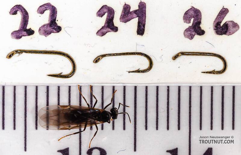 Formicidae (Ant) Insect Adult Pictures