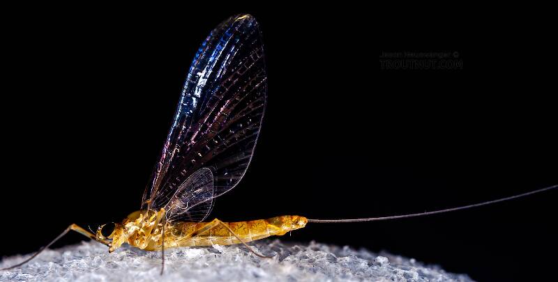 Female Epeorus frisoni Mayfly Spinner Pictures