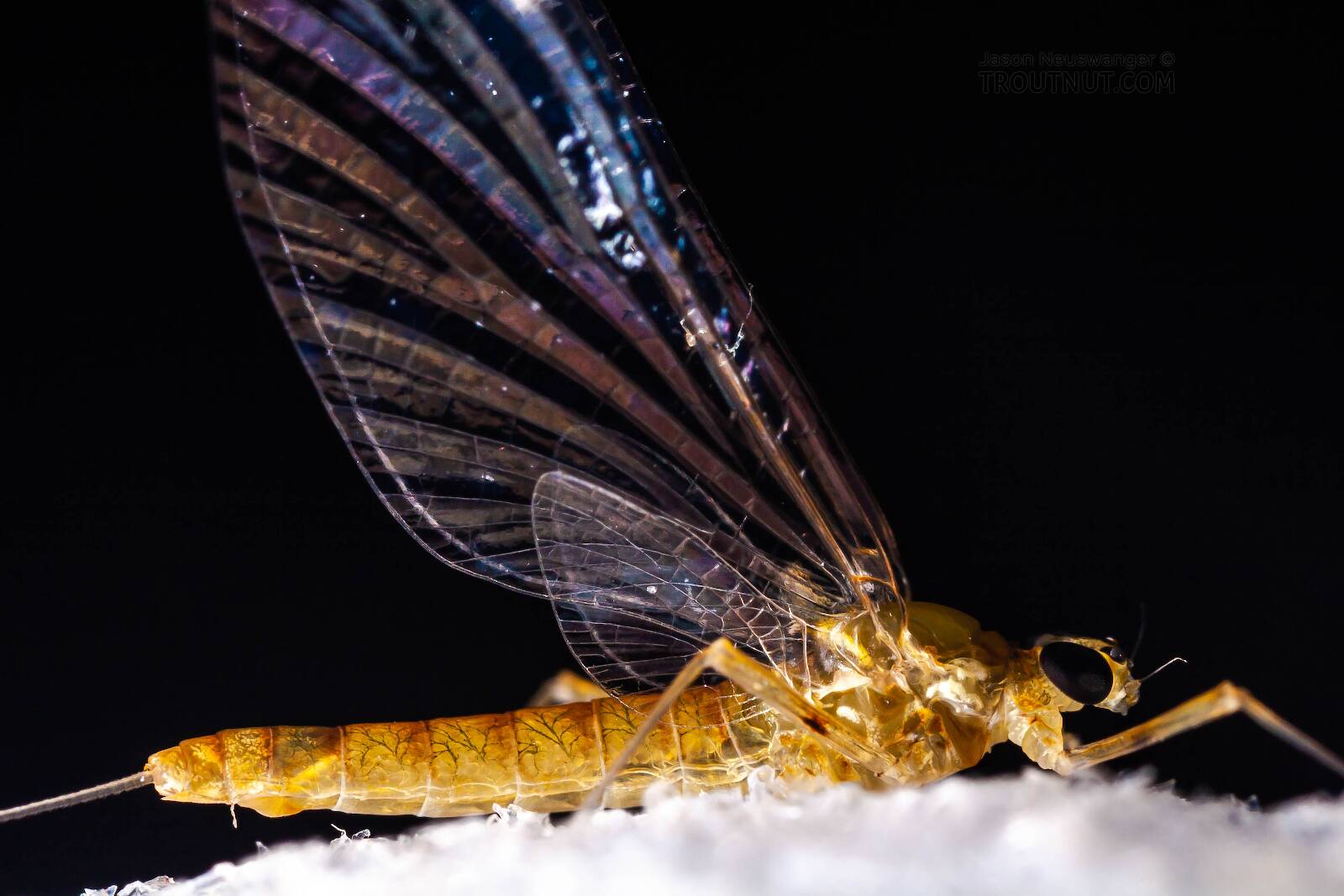 Female Epeorus frisoni Mayfly Spinner Pictures