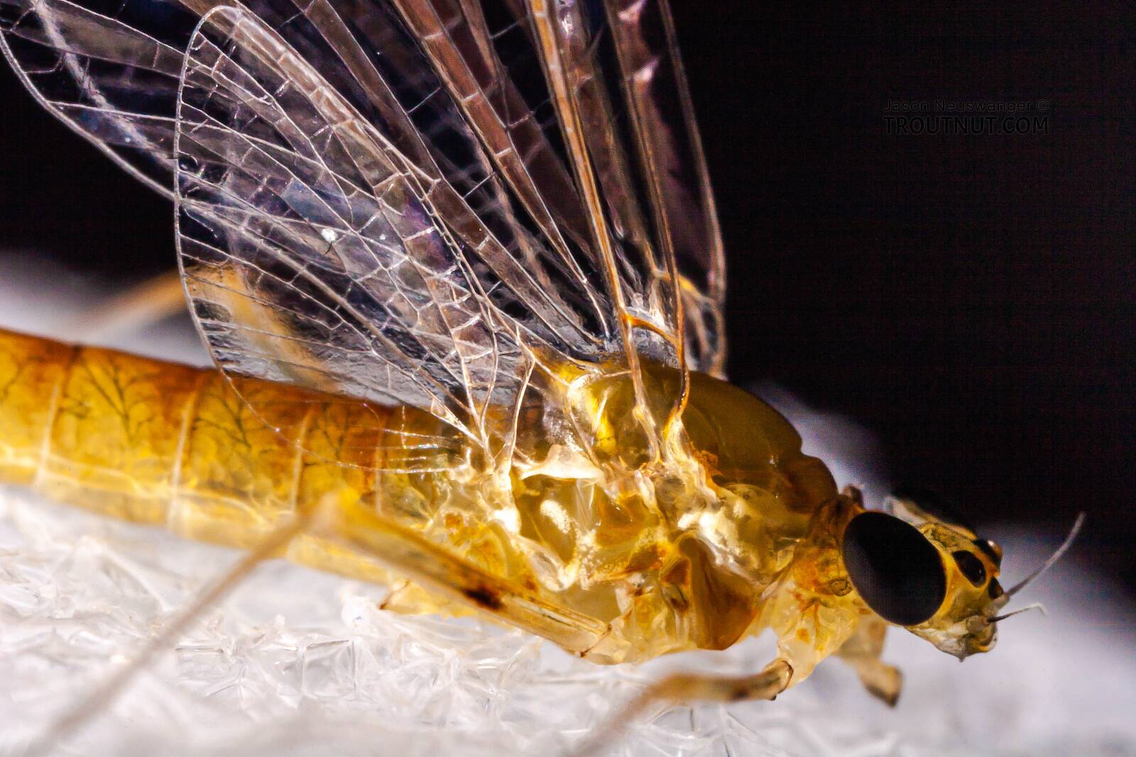 Female Epeorus frisoni Mayfly Spinner Pictures
