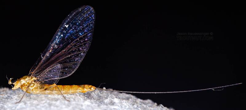 Female Epeorus frisoni Mayfly Spinner Pictures