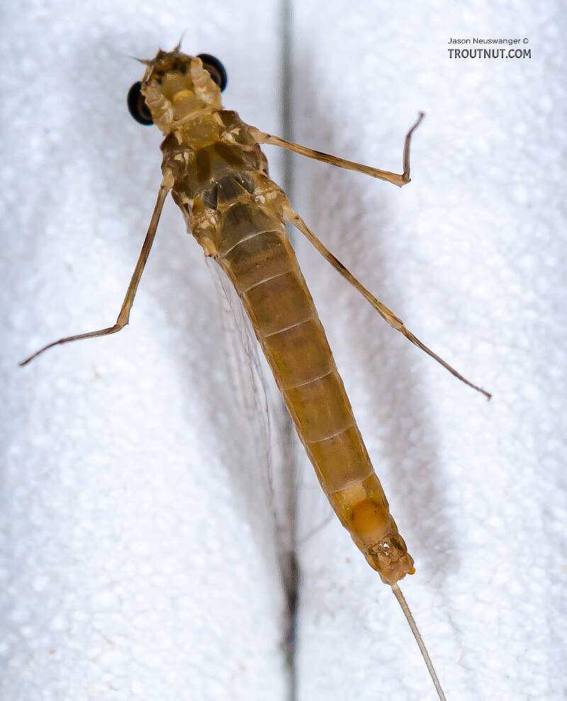 Female Epeorus frisoni Mayfly Spinner Pictures