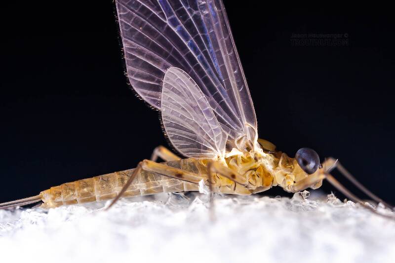 Male Epeorus frisoni Mayfly Dun Pictures