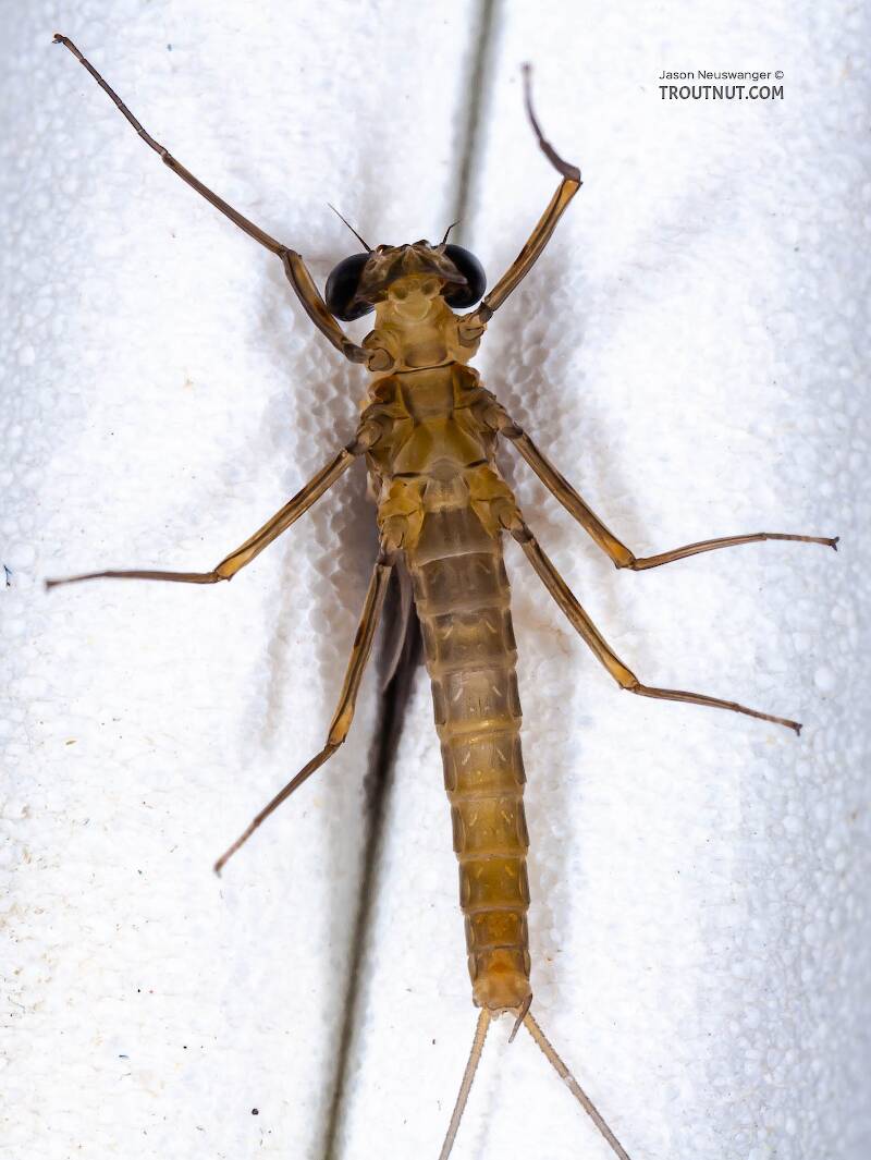 Male Epeorus frisoni Mayfly Dun Pictures