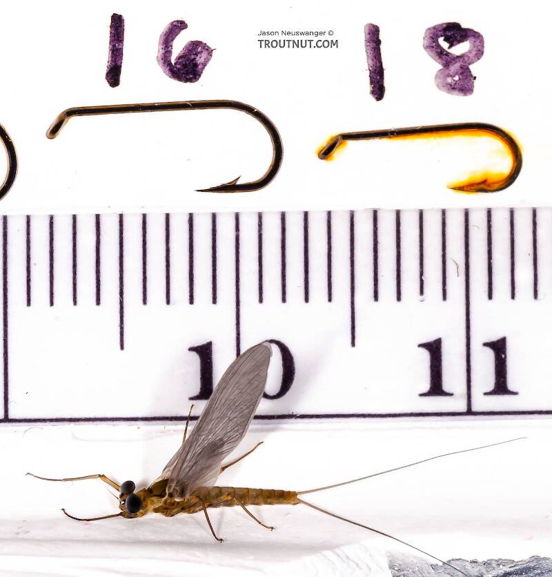 Male Epeorus frisoni Mayfly Dun Pictures