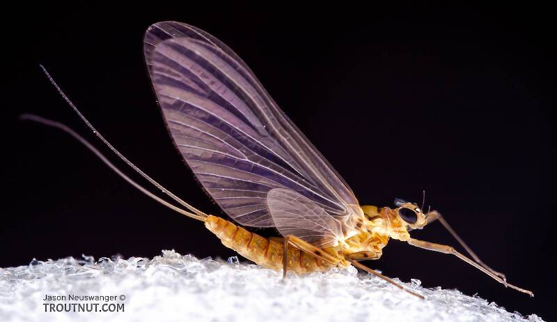Female Epeorus frisoni Mayfly Dun Pictures