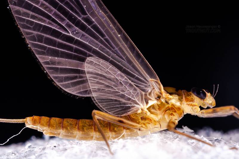Female Epeorus frisoni Mayfly Dun Pictures