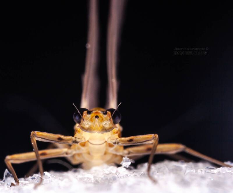 Female Epeorus frisoni Mayfly Dun Pictures