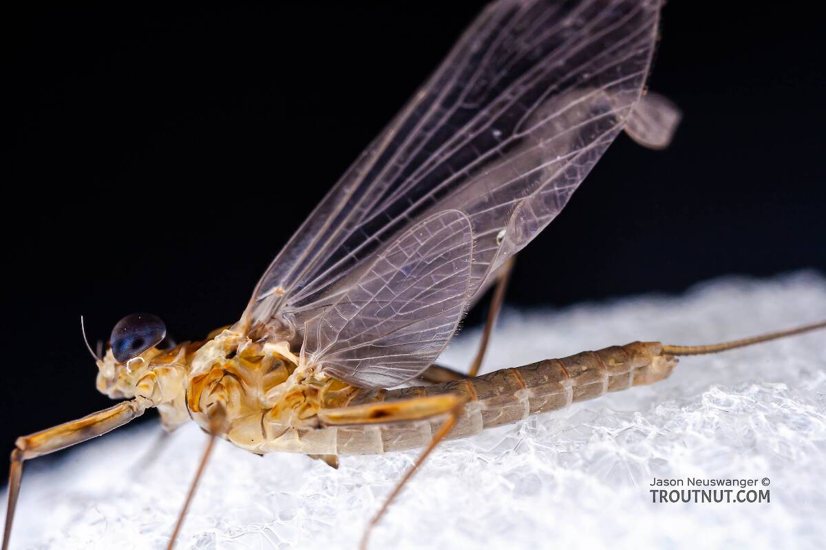 Male Epeorus frisoni Mayfly Dun Pictures