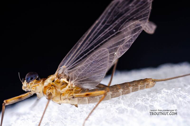 Mayfly Species Epeorus frisoni